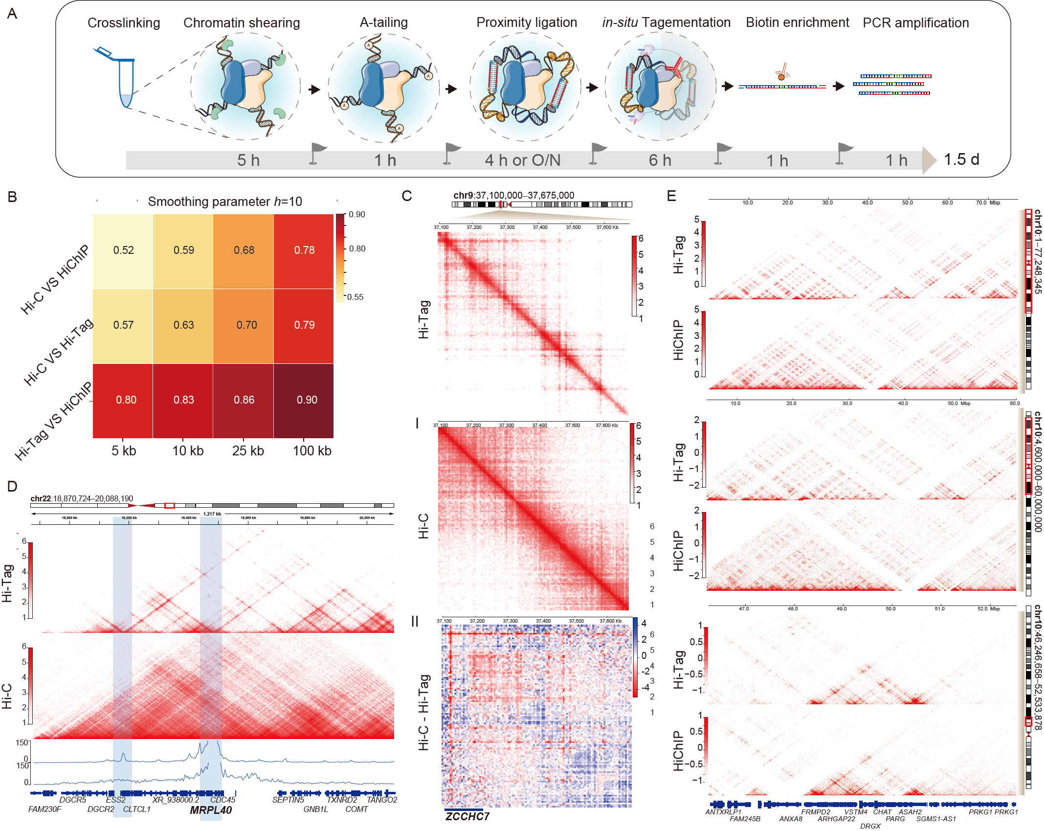 Hi-Tag: a simple and efficient method for identifying protein-mediated long-range chromatin ...