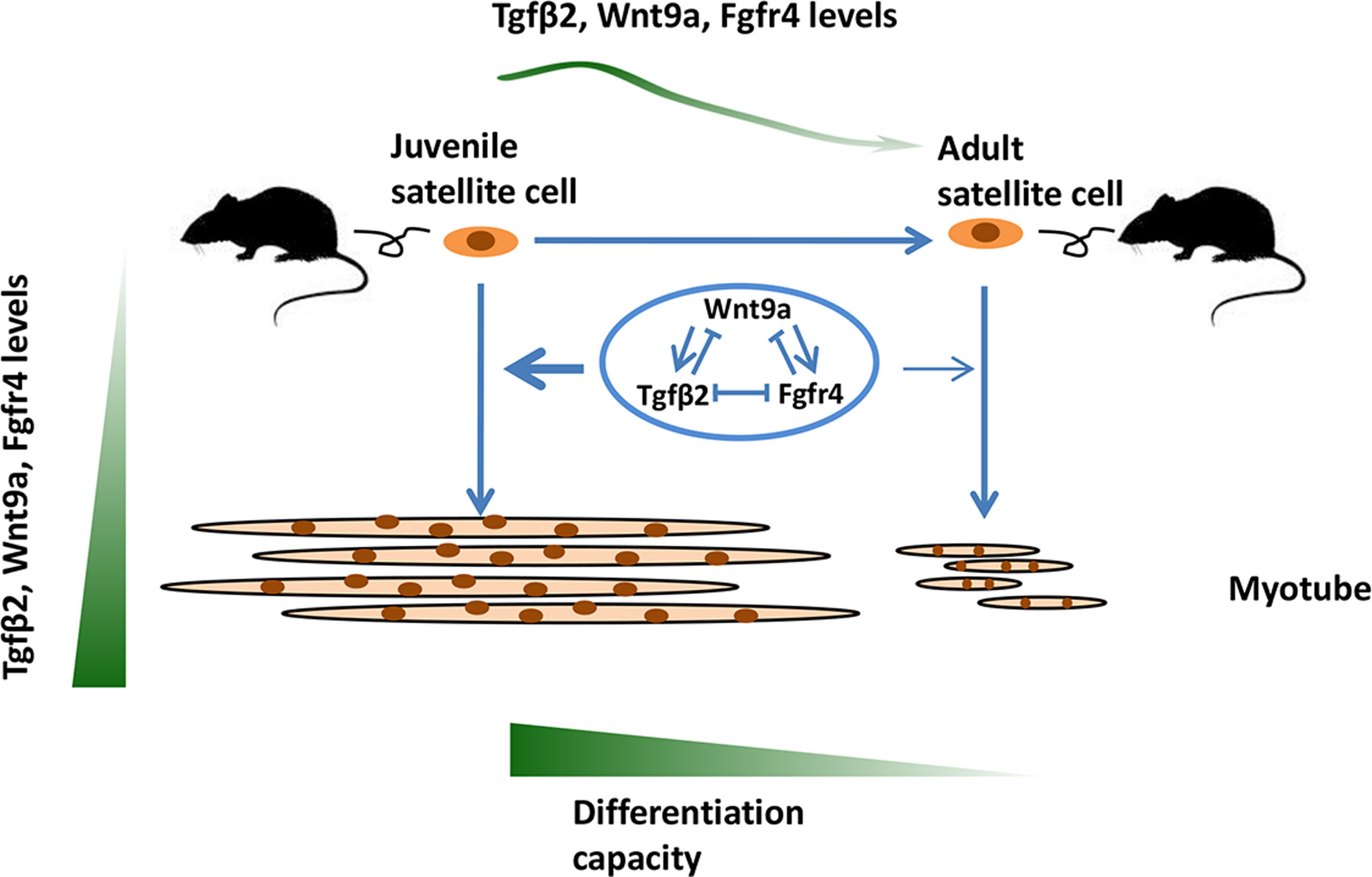 Synergistic effects of TGFβ2, WNT9a, and FGFR4 signals attenuate satellite cell differentiation ...